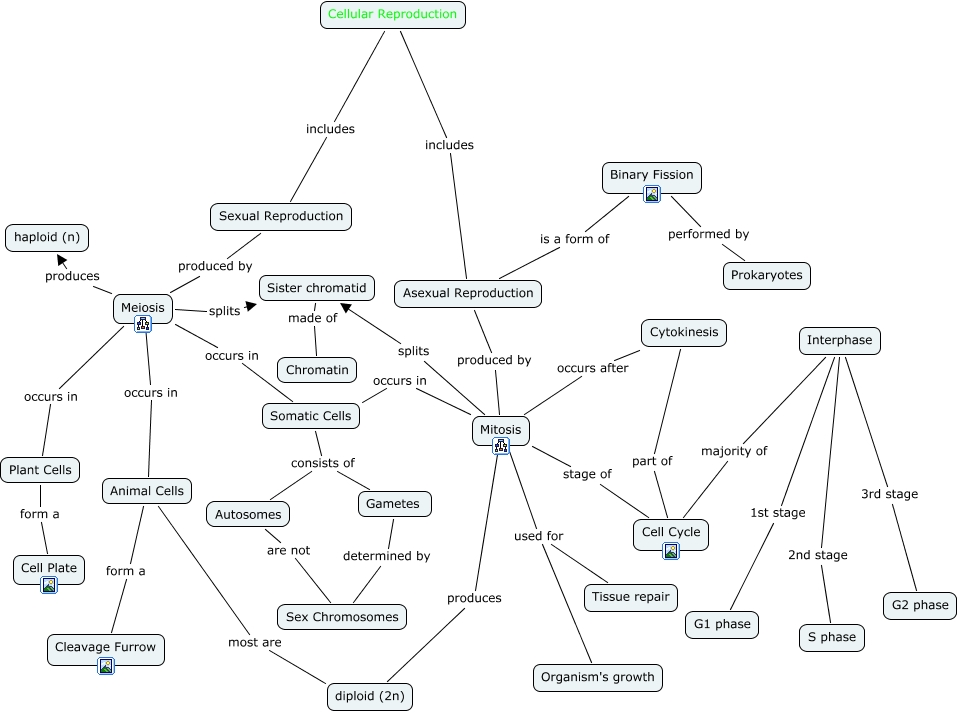 Mitosis Concept Map